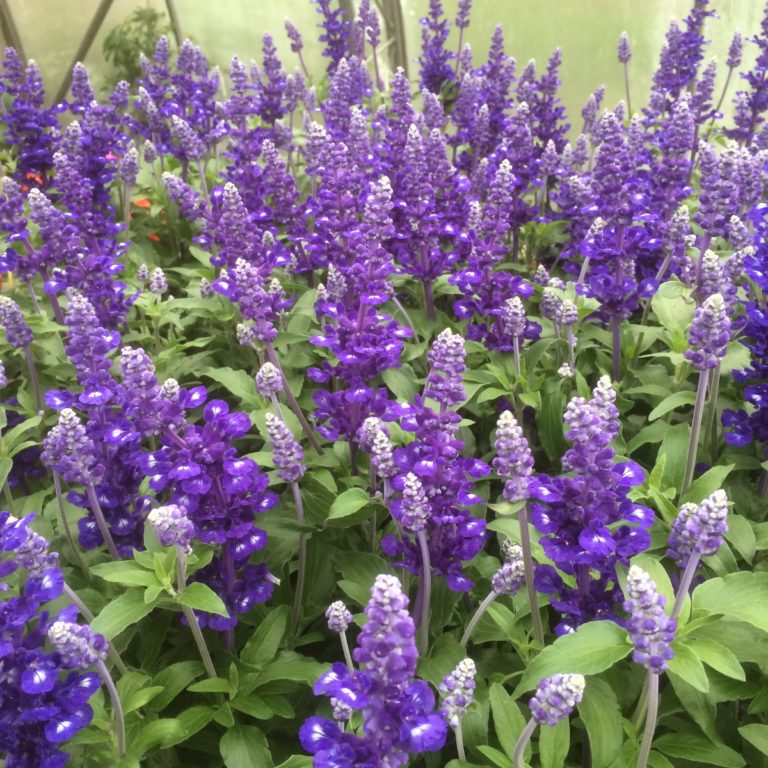 Sommarblommor - Stensholms Trädgård
