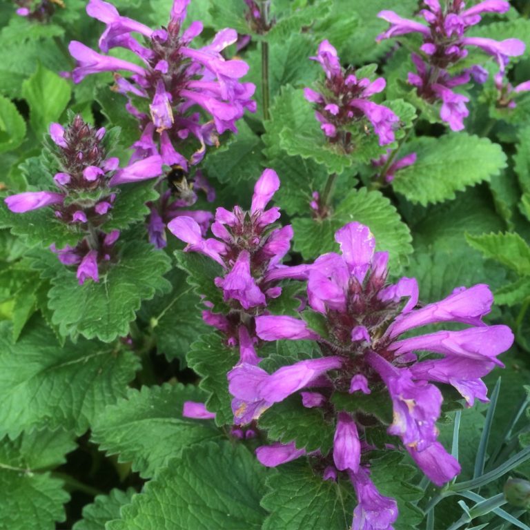 Stachys macrantha 'Superba' - Stensholms Trädgård