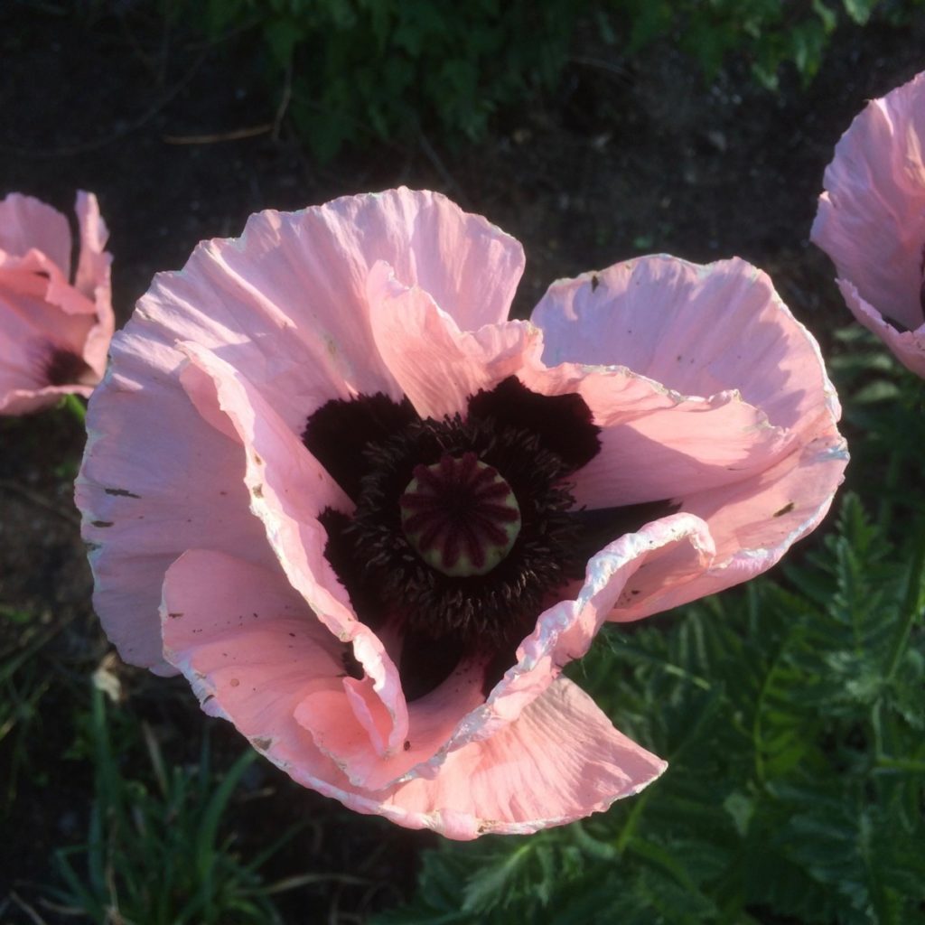 Papaver orientale 'Queen Alexandra' - Stensholms Trädgård