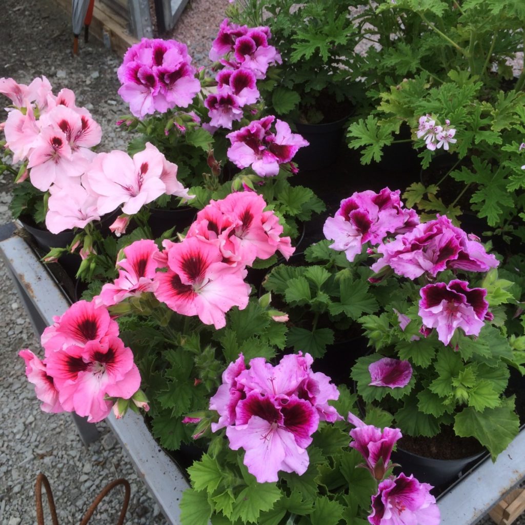 Pelargon, engelsk - Stensholms Trädgård