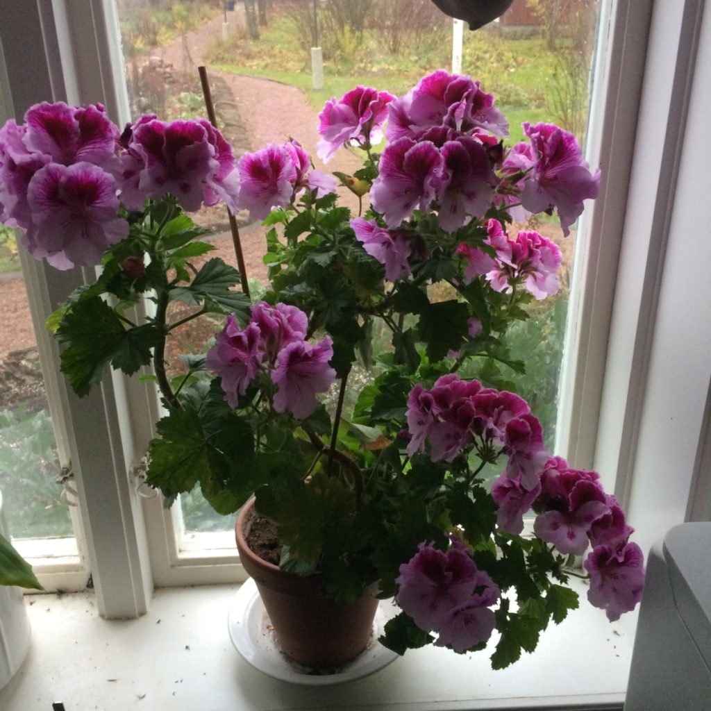Pelargon, engelsk - Stensholms Trädgård